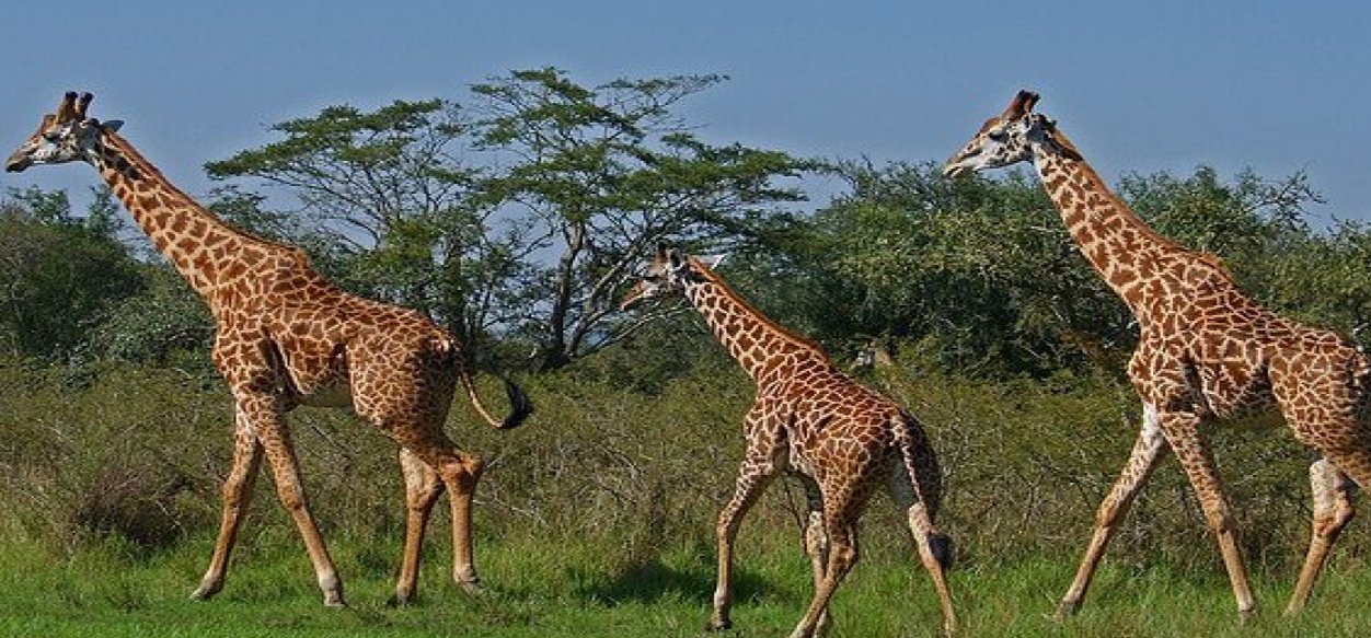 Científicos determinan cuatro especies de jirafas - El Oriental de Monagas