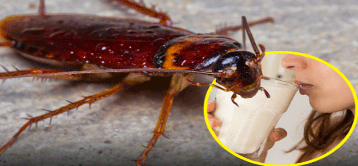 ¿Tomarías un vaso?: Científicos revelan que la "leche de cucaracha ...