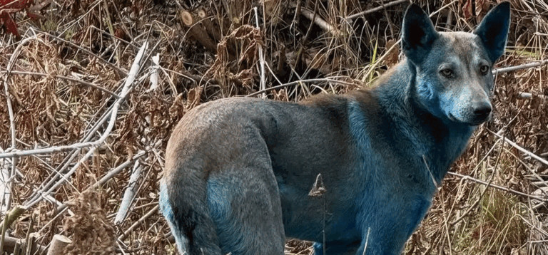 Aparecen tres perros de color azul brillante en Chernóbil - El Oriental ...