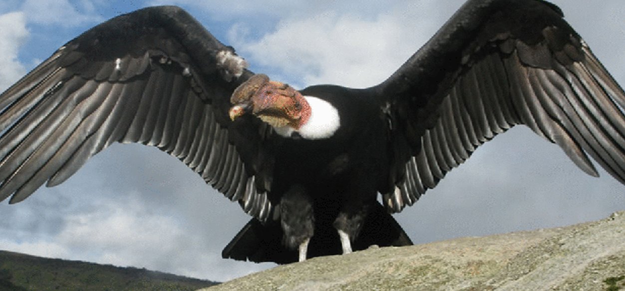 Mérida vivió un momento que no pasaba en décadas - El Oriental de Monagas